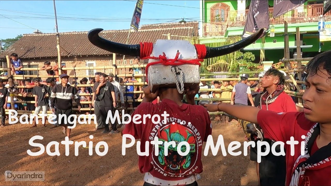 Mbolang bareng bantengan Satrio Putro Merpati mberot full kalapan - YouTube