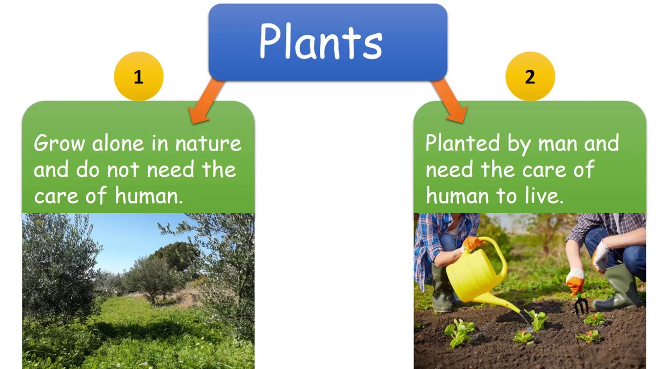 Wild or cultivated plant - YouTube