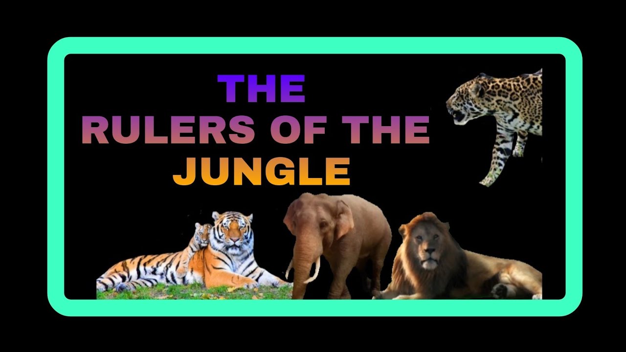 The Rulers of the Jungle - YouTube
