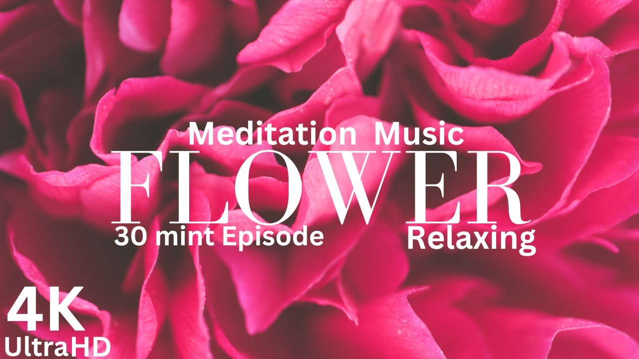 Tranquil Blooms: 30 Minutes of FB Flowers Bliss with Relaxing Melodies ...