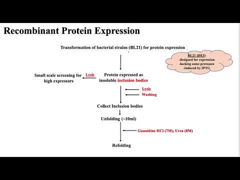 Protein Expression - Bacterial Expression System - YouTube