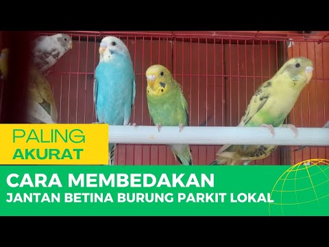 Cara Membedakan Jantan Betina Paling Akurat, burung parkit lokal beserta harga nya ! #parkit ...