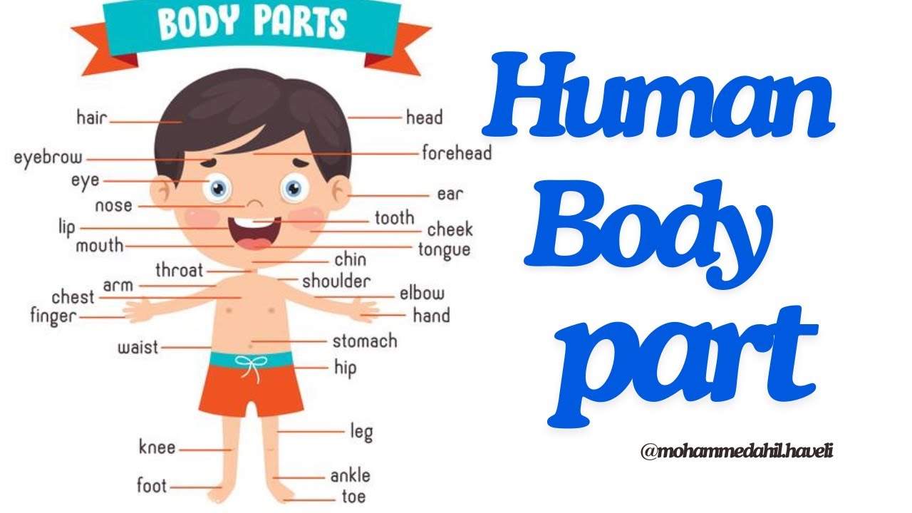 Learn Human Body Parts: Easy and Fun Guide for Kids - YouTube