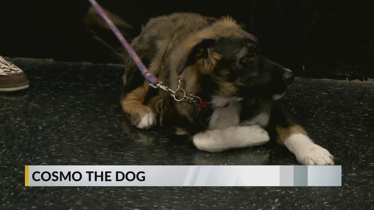 FURRY FRIDAY: Meet Cosmo the dog - YouTube