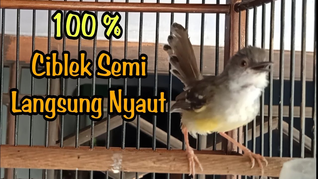 ciblek semi gacor, untuk MEMANGGIL ciblek semi agar cepat bunyi gacor ...