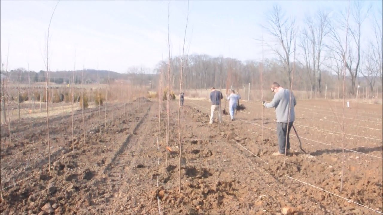 Planting Large numbers of Red Maple Tree Whips How we do it - YouTube