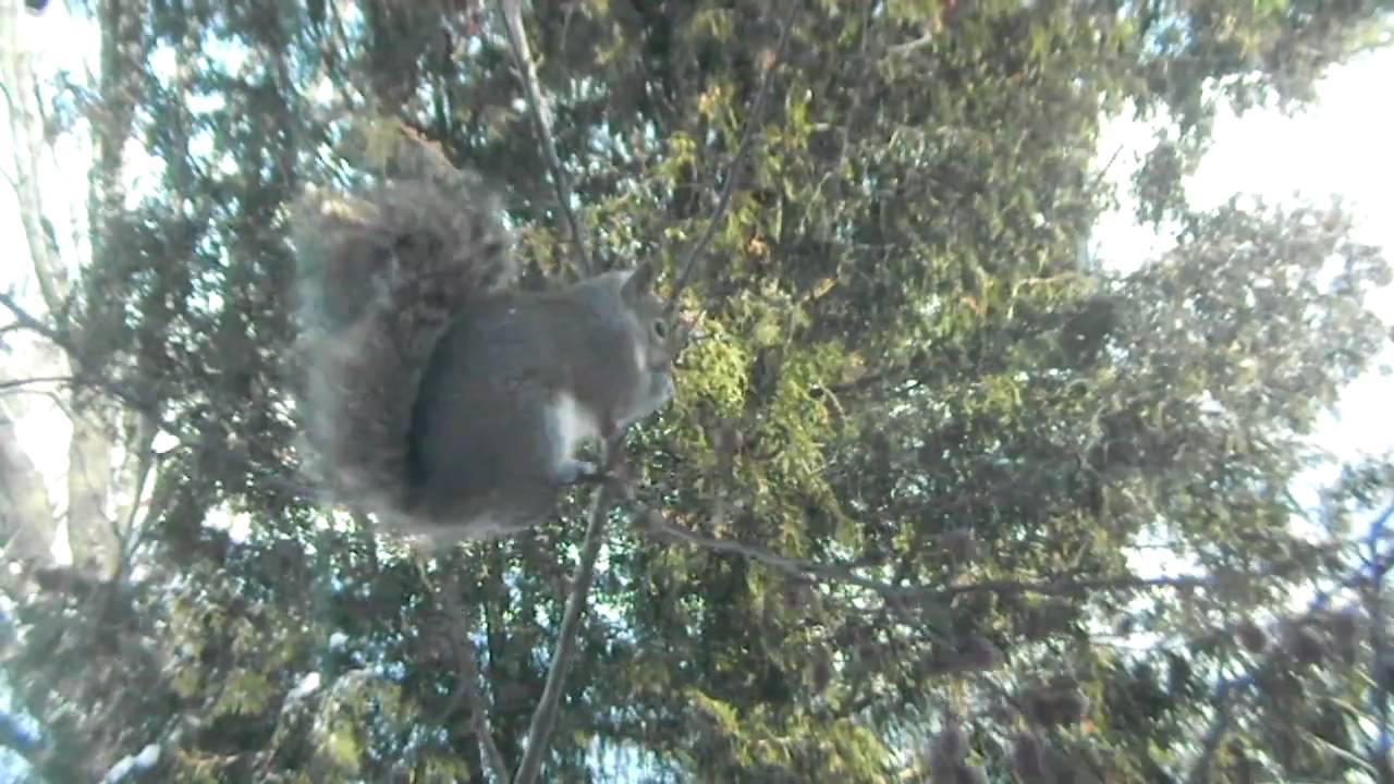 Squirrel Outside My Window - YouTube