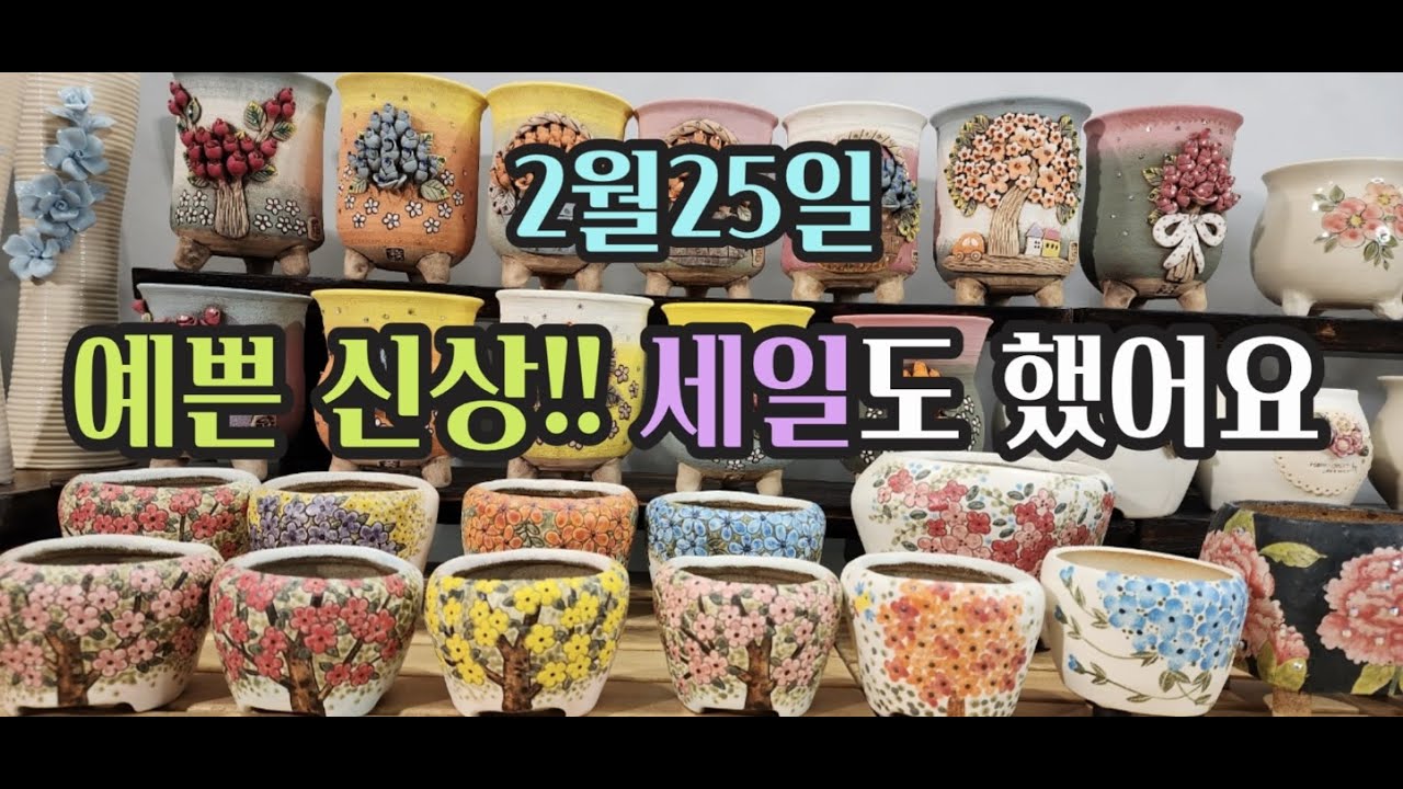 2월25일 예쁜신상 세일도 했어요 ~ 꽃담다육스토리예쁜화분화분싸게파는곳다육식물多肉植物succulents다육이꽃담화분다육화분꽃담다육스토리화분 Youtube