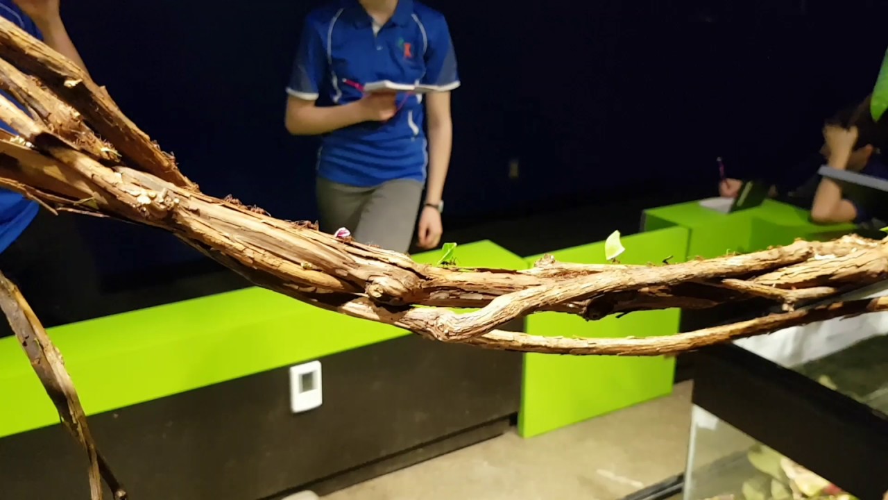 Leafcutter Ants in Montreal's Insectarium - YouTube