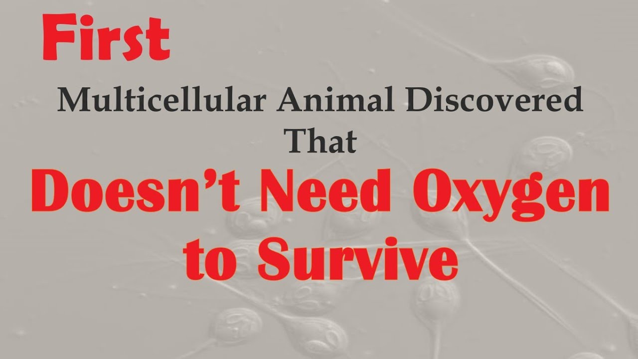 First Multicellular Animal Discovered that Doesn't Need Oxygen to ...