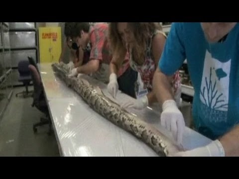 Florida'nın en uzun piton yılanı bulundu