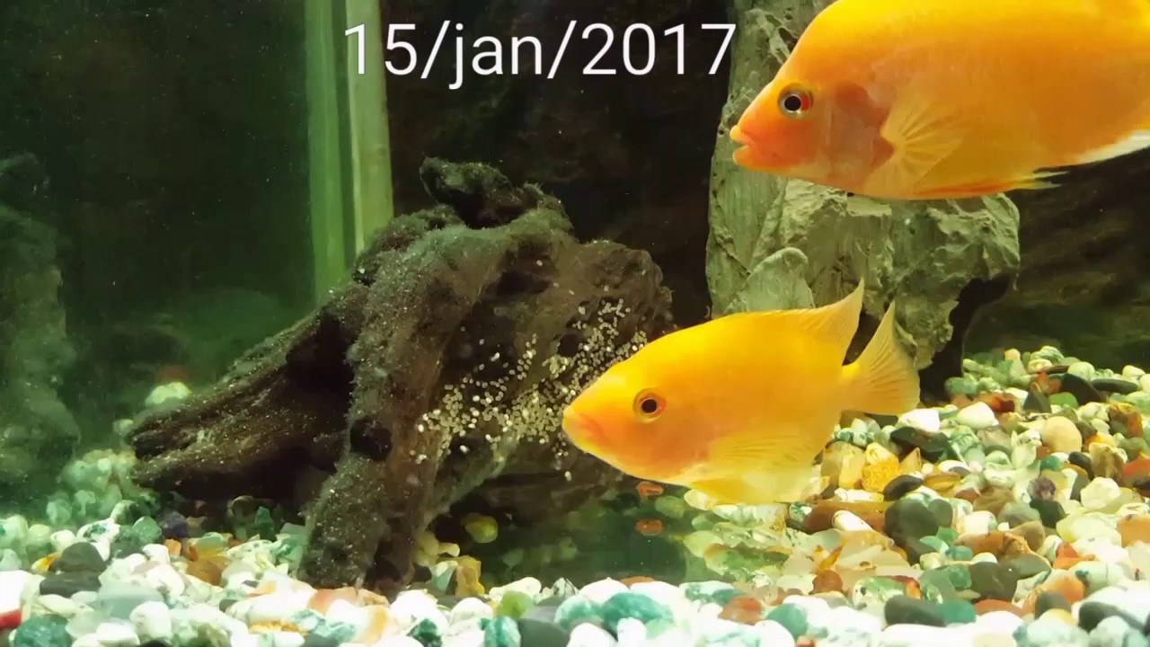 Red devil fish breeding pair - YouTube