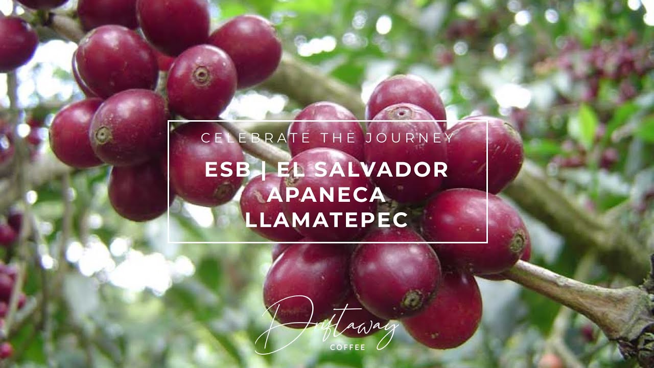 ESB | El Salvador Apaneca Llamatepec - Classic Profile - November 2020 ...