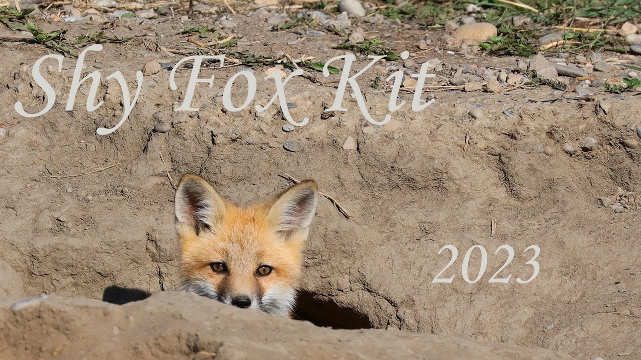 Shy Fox Kit - YouTube