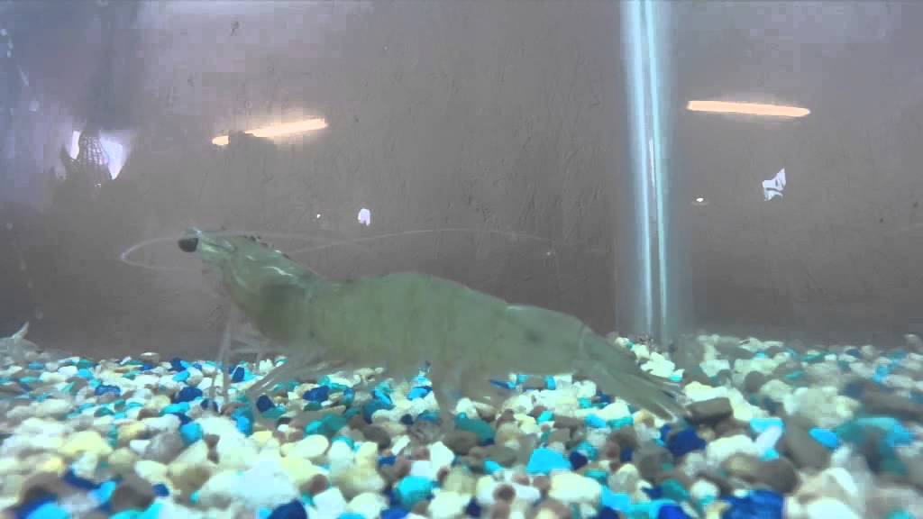 RDM Aquaculture LLC - Shrimp Video - YouTube