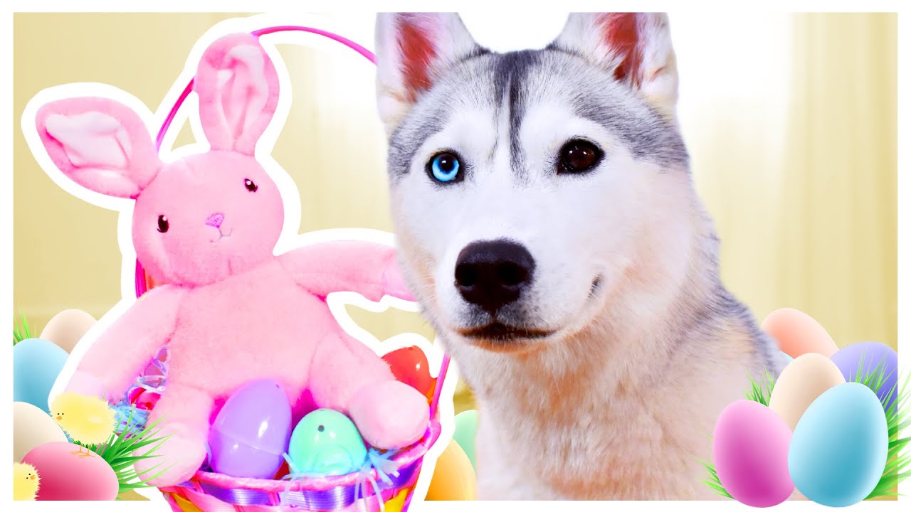 HUSKY Gets Angry at EASTER Bunny! (She seeks out revenge!) - YouTube