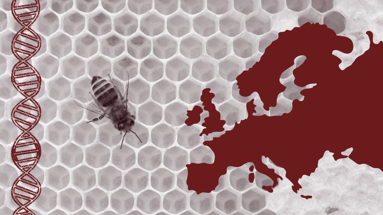Harnessing Honey Bee Biodiversity in the Fight against Honey Fraud ...