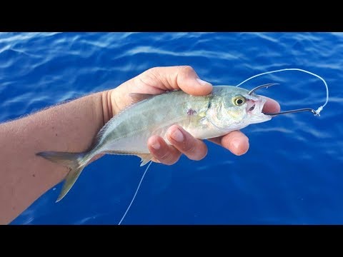 Canlı Yemle Dev Balık Yakaladık / Giant Fish On Live Blue Runner
