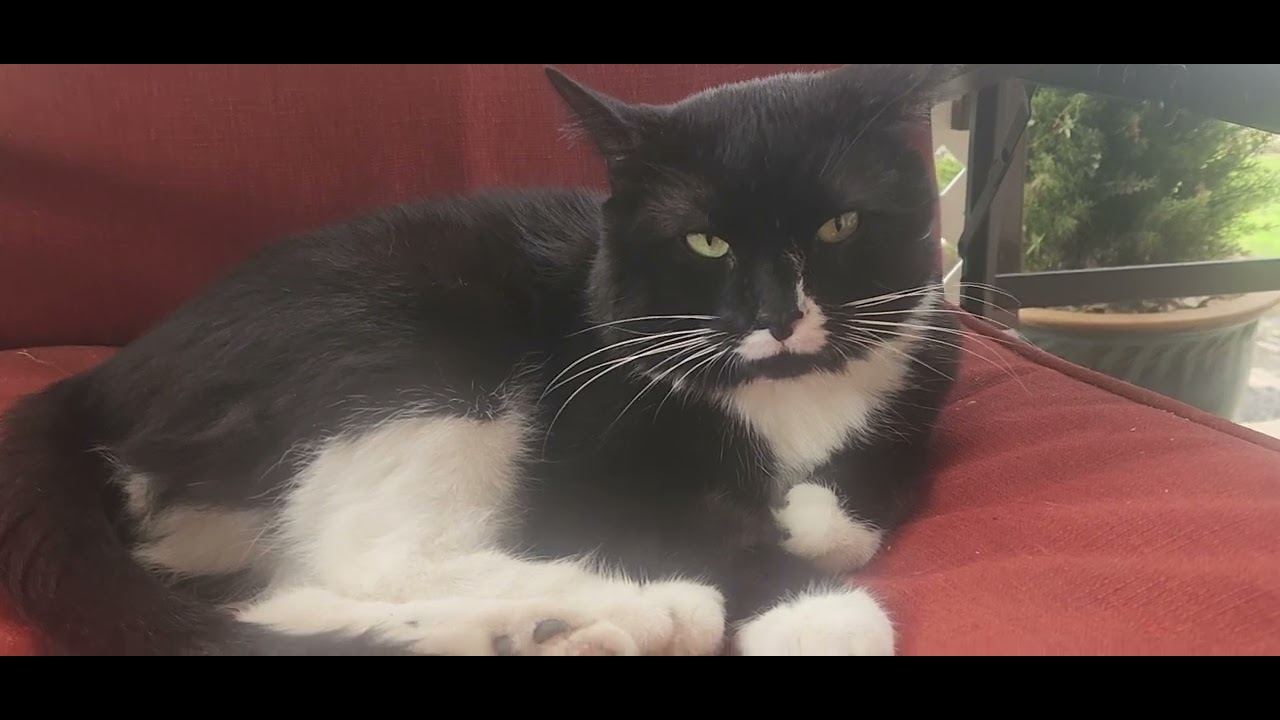 More Mew, Meow Cat Jamming with Bootsy Boy - YouTube