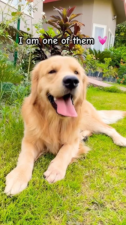 I love you, hooman! #dog #dogshorts #dogs #doglife #pets #cute #cutedog ...