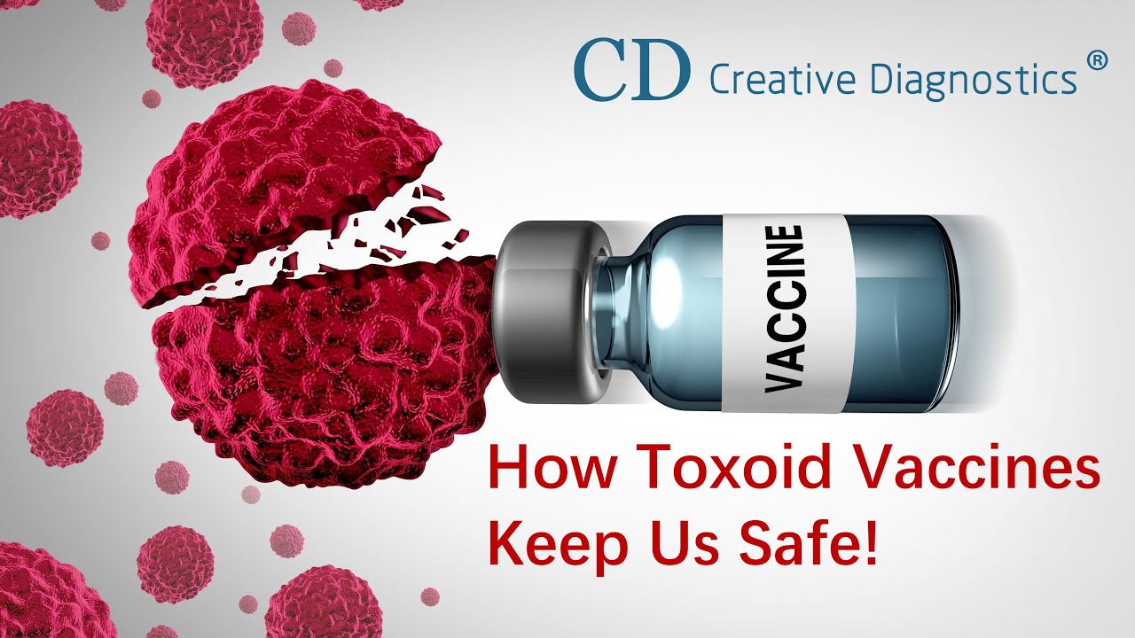 How Toxoid Vaccines Keep Us Safe! - YouTube