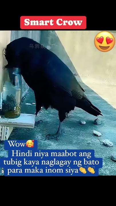 Smart crow - YouTube