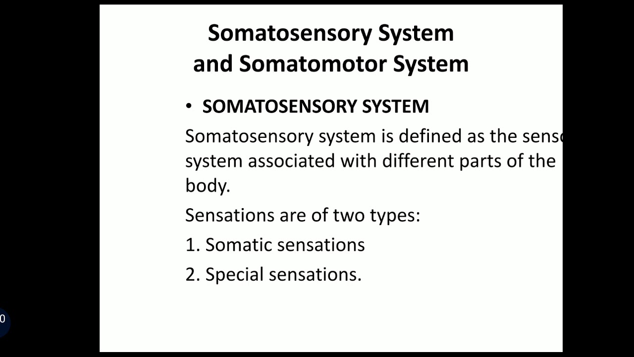 Somatosensory & Somatomotor System - YouTube