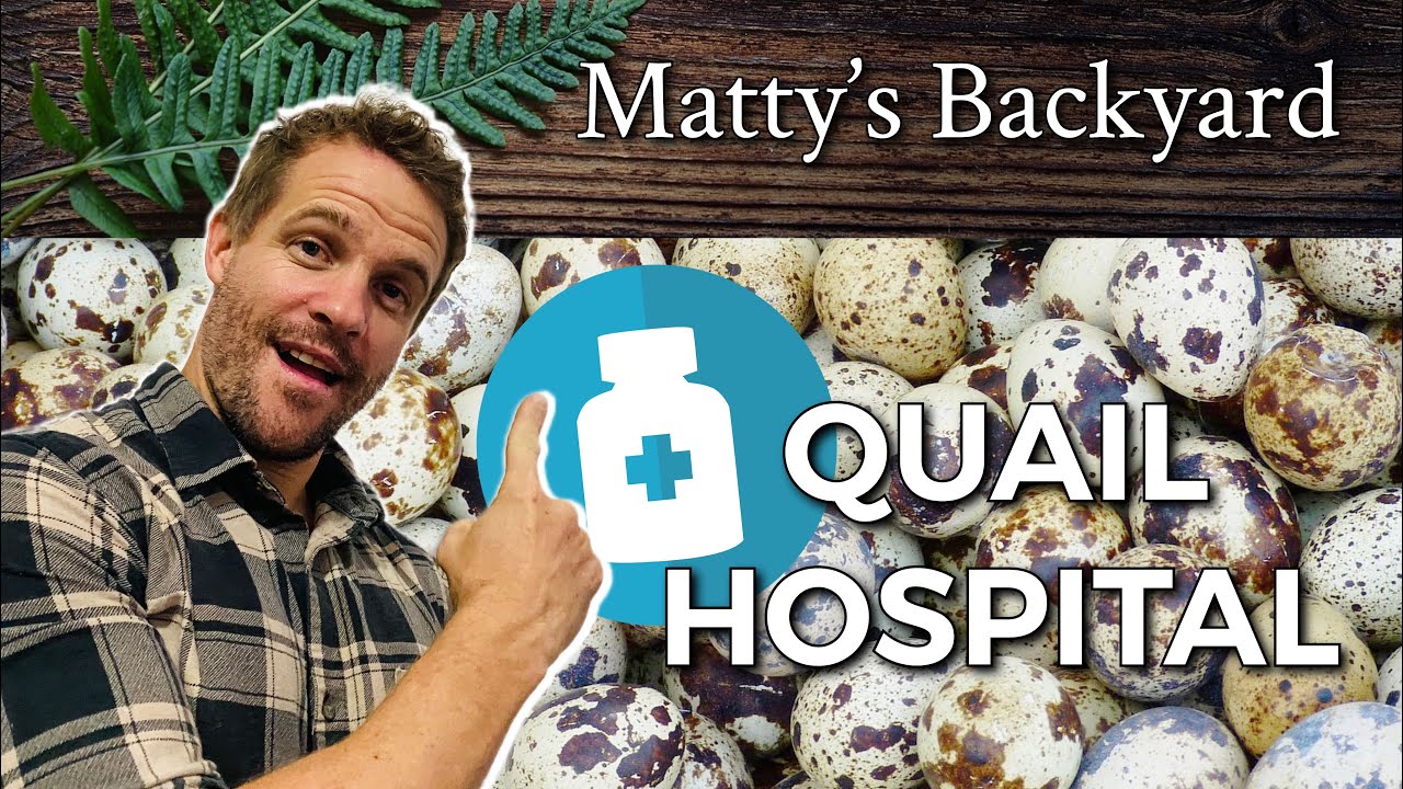 How to Care for Injured Quail #quail #backyardfarming #growfood - YouTube