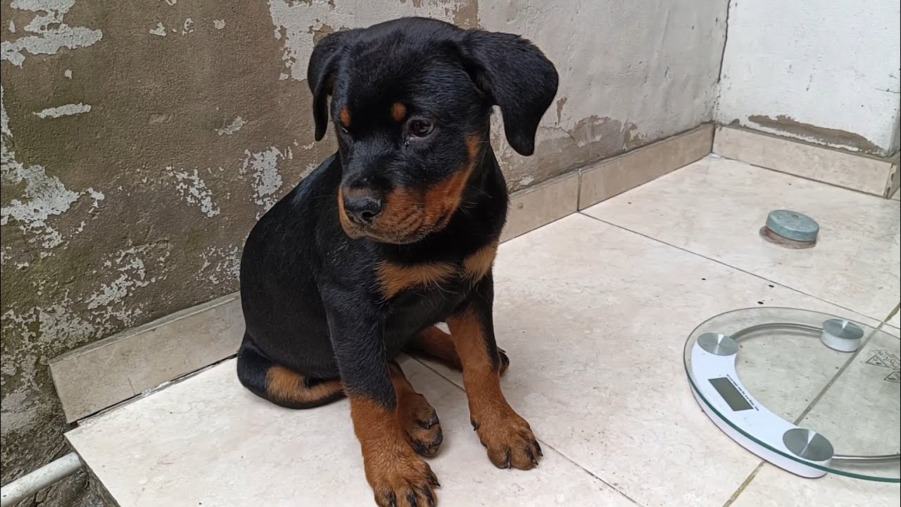 Mi nueva cachorra Rottweiler hembra de 3 meses - YouTube