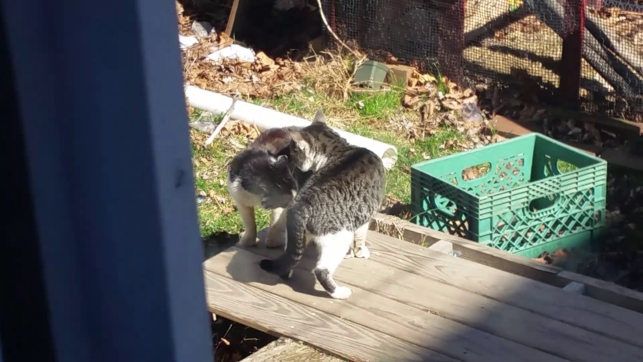Cat face off - ready for war - YouTube
