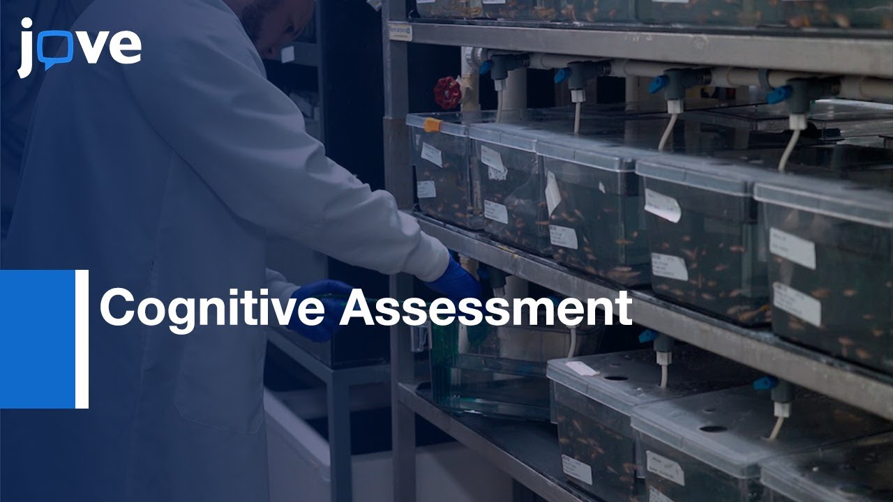 Shuttle Box Assay for Cognitive Assessment | Protocol Preview - YouTube