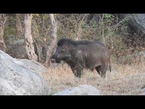 Leopard and boar in Karoli hills. #discovery #lepord #hills #viral #jungle #jungkook 
