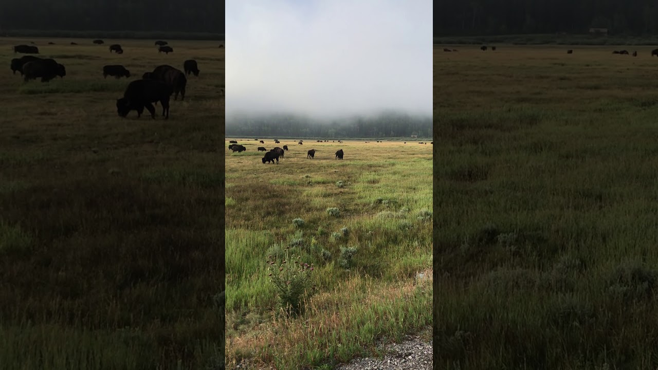 buffalo - YouTube