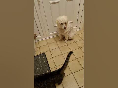 купили коту собачку 🤗 #tara - YouTube