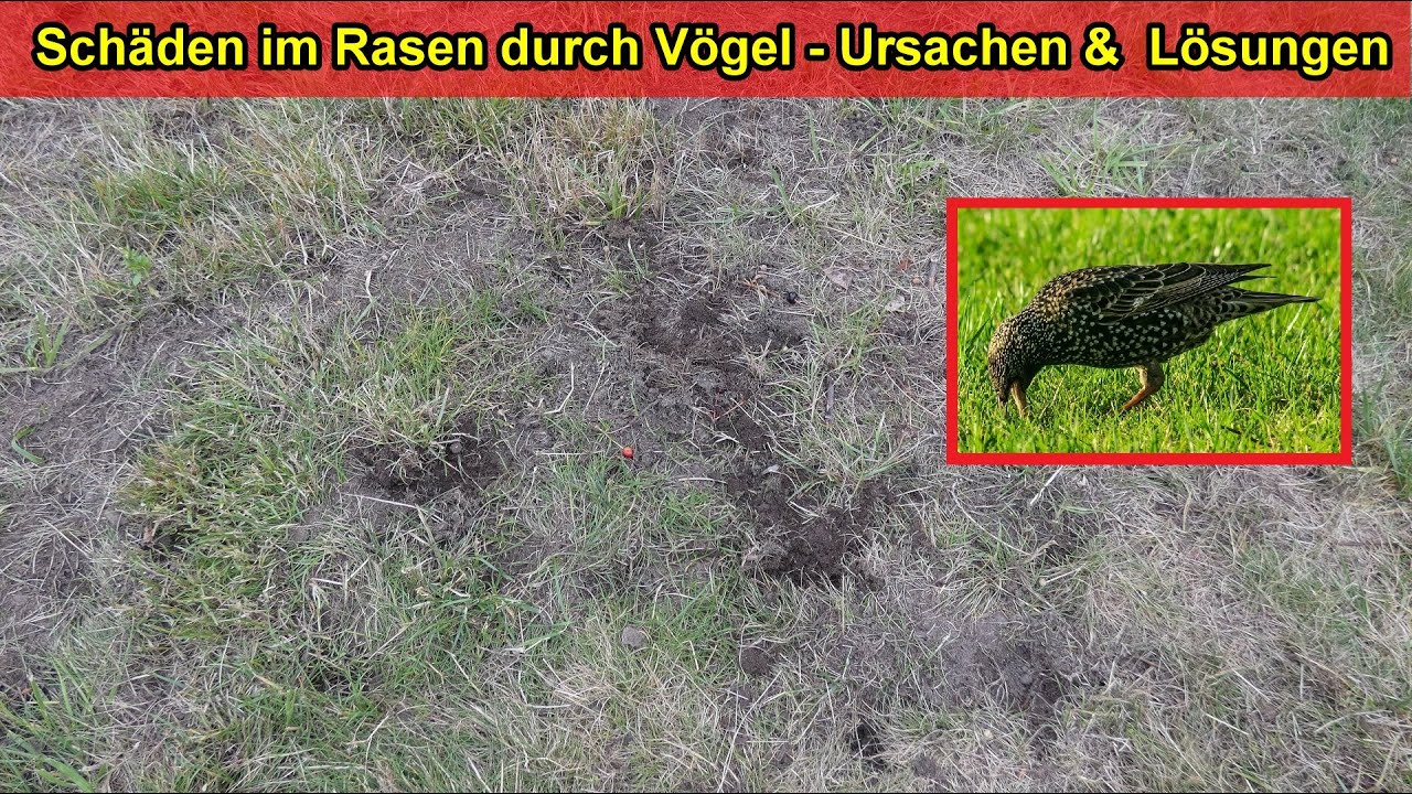 Schäden & Löcher durch Tiere im Rasen - Was tun? / Ursachen & Lösungen ...