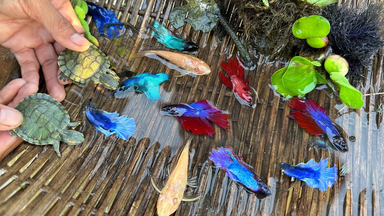 Top Videos | Happy Amazing Fishing Catching A lot Of Betta Fish And ...
