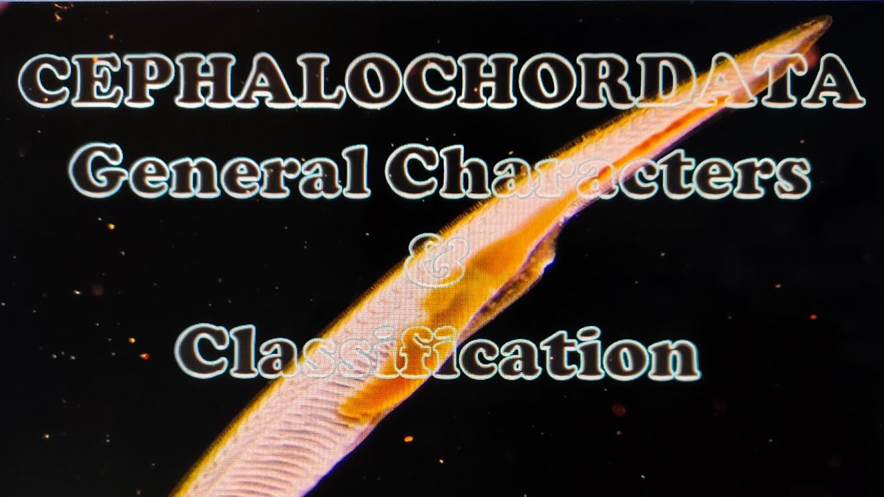 CEPHALOCHORDATA General characters and classification - YouTube