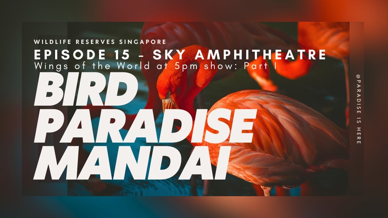 Bird Paradise Mandai - Sky Amphitheatre: Wings of the World 5pm show ...