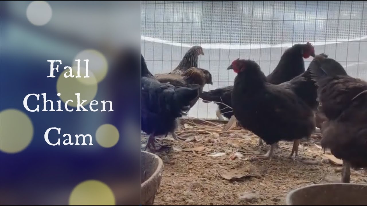 Fall Chicken Cam | Feeding and Free-Range - YouTube