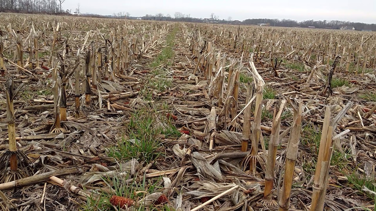 Interseeding for 3 years, it is still work! An update on this field ...