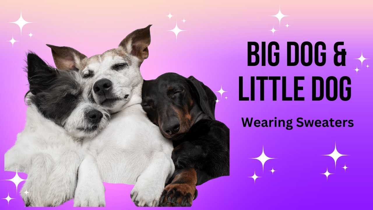 Big Dog and Little Dog : Wearing Sweaters by Dav Pilkey | Read Aloud # ...
