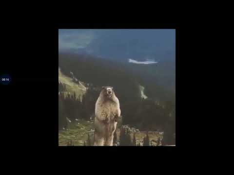 Beaver shouting lol - YouTube