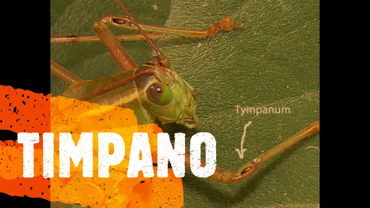 oído en los insectos 2 - YouTube