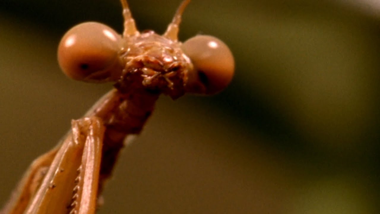 Estos insectos parecen de otro planeta | National Geographic en Español ...