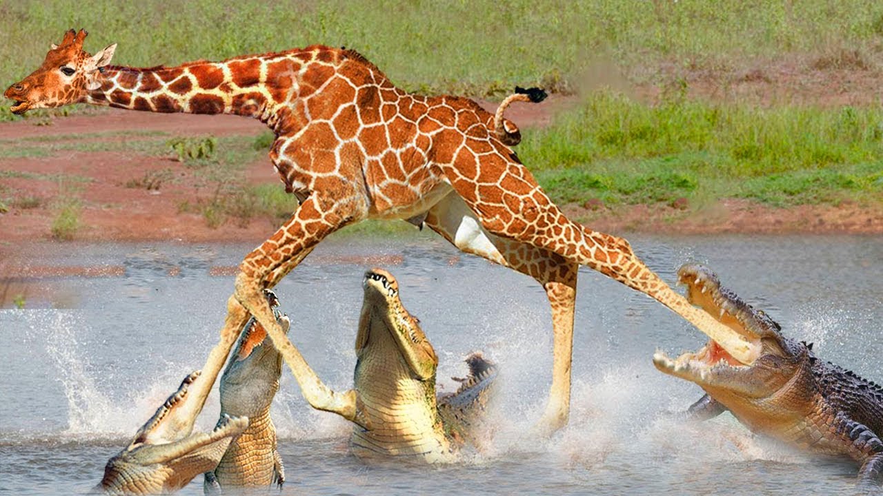 Crocodile Ambushes Giraffes in the River, And The End | Elephant ...