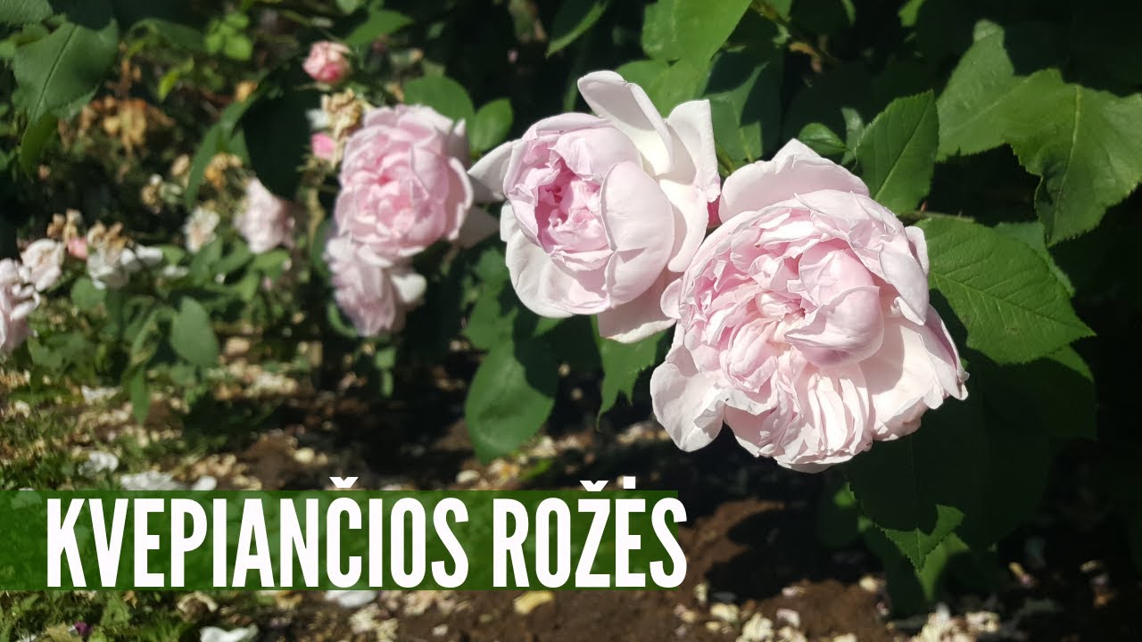 Senovinės / istorinės rožės: kuo jos ypatingos? VDU botanikos sodo ...