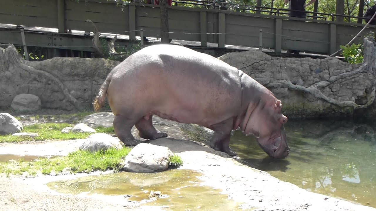 Hippo poo in the zoo - YouTube