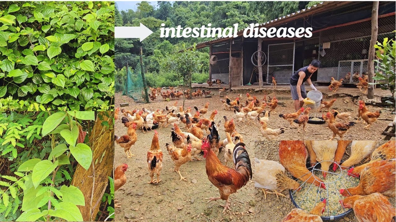 Two types of leaves are very good for the chicken's intestinal system ...