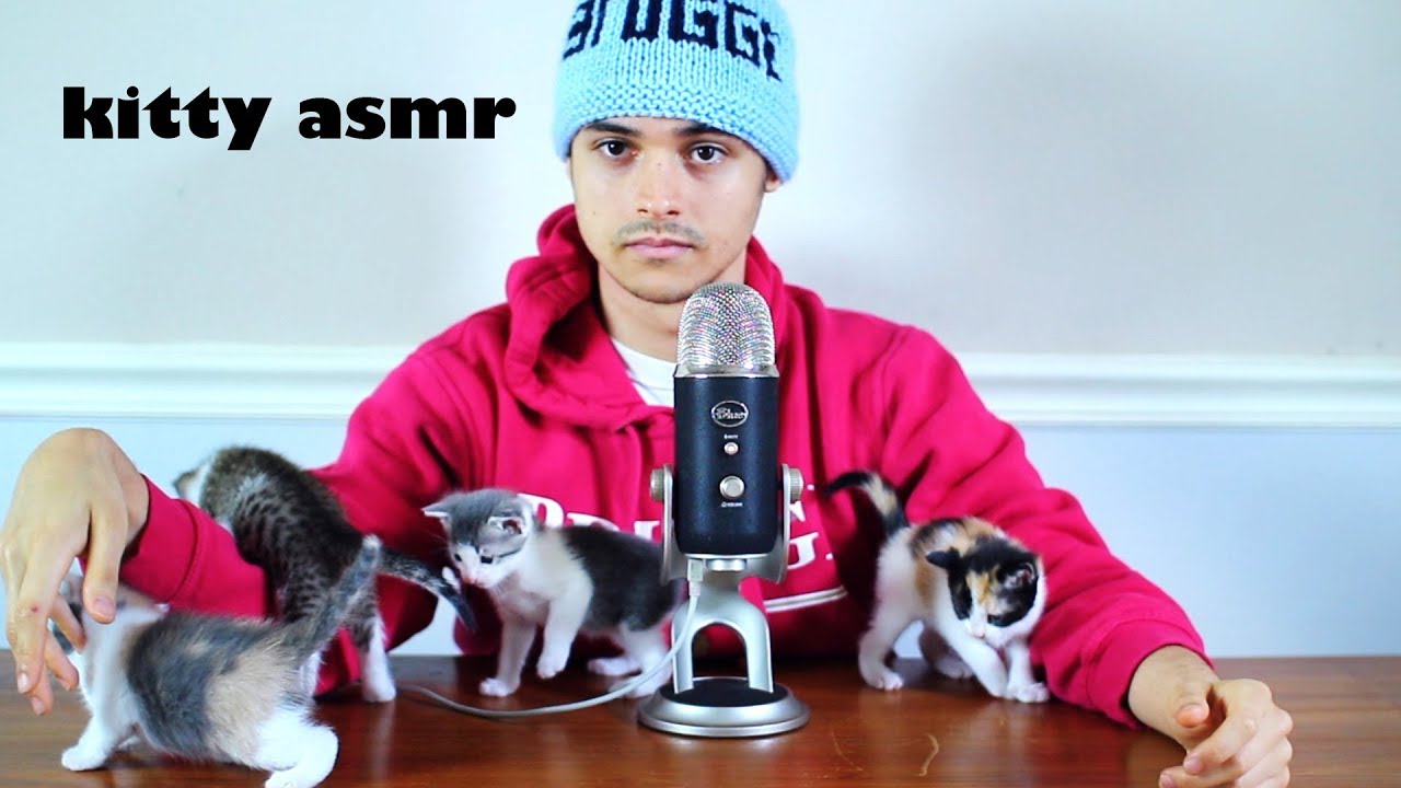 ASMR Kitten Extravaganza - YouTube