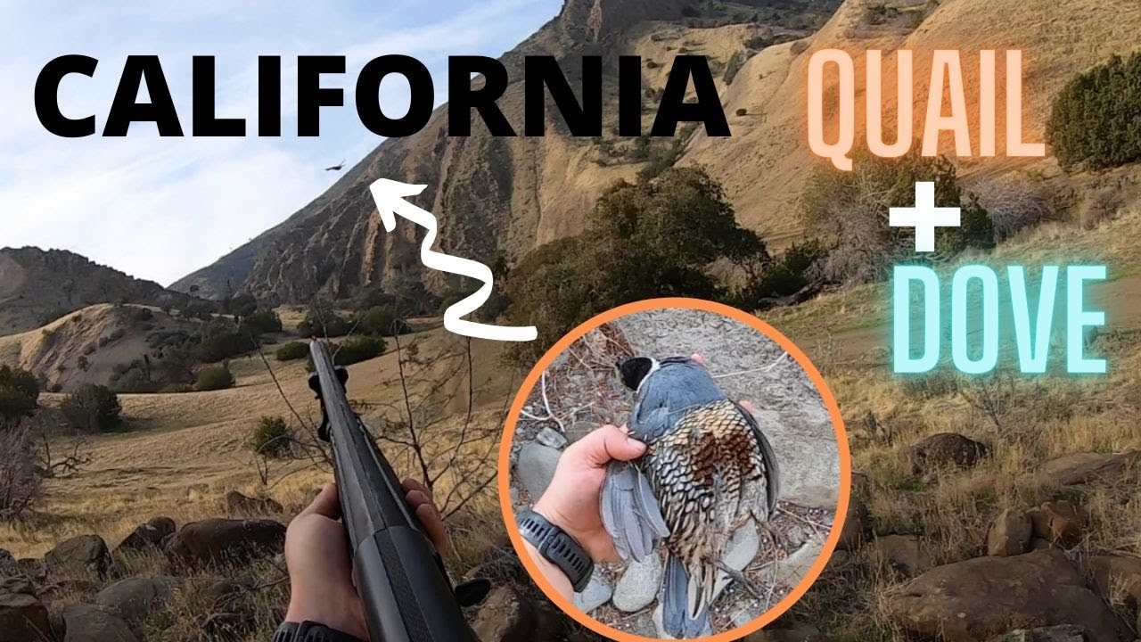 California Quail and Dove Hunting Upland Bird and Game December 2021 ...